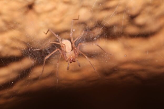 A Bunch of New Funnel Web Spiders Have Been Found Going Blind in ...