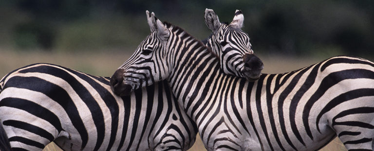 We Now Know Why Zebra's Stripes Are So Effective : ScienceAlert