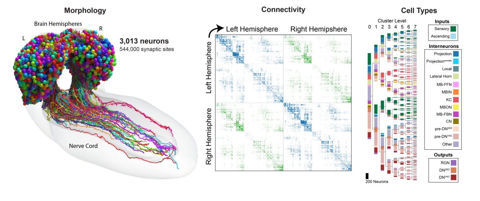 The First-Ever Complete Map of an Insect Brain Is Truly Mesmerizing ...