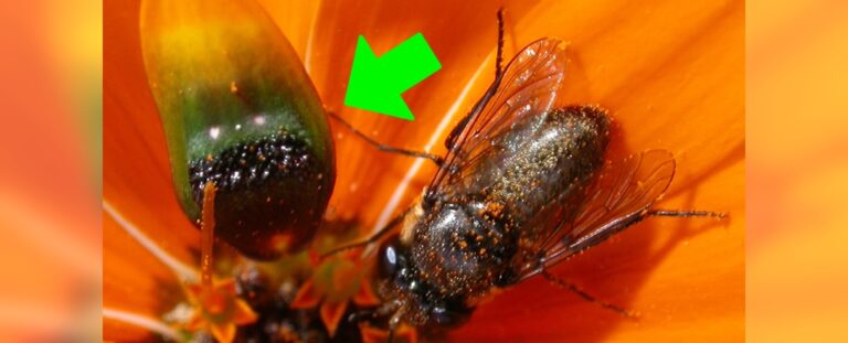 This Incredible Flower Makes Fake Flies, And We Finally Know How ...