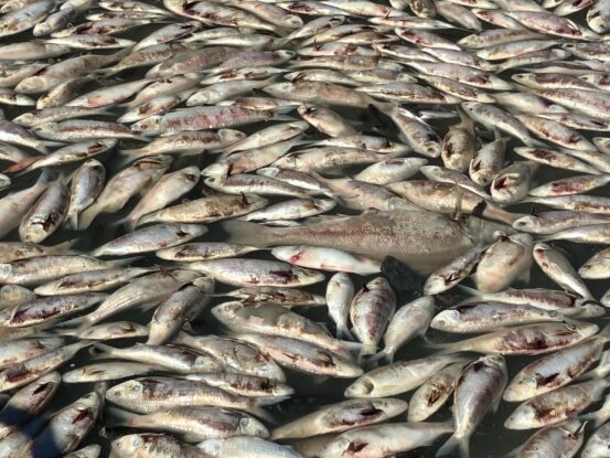 Millions of Dead Fish Blanket Australian River in Hypoxia Disaster ...