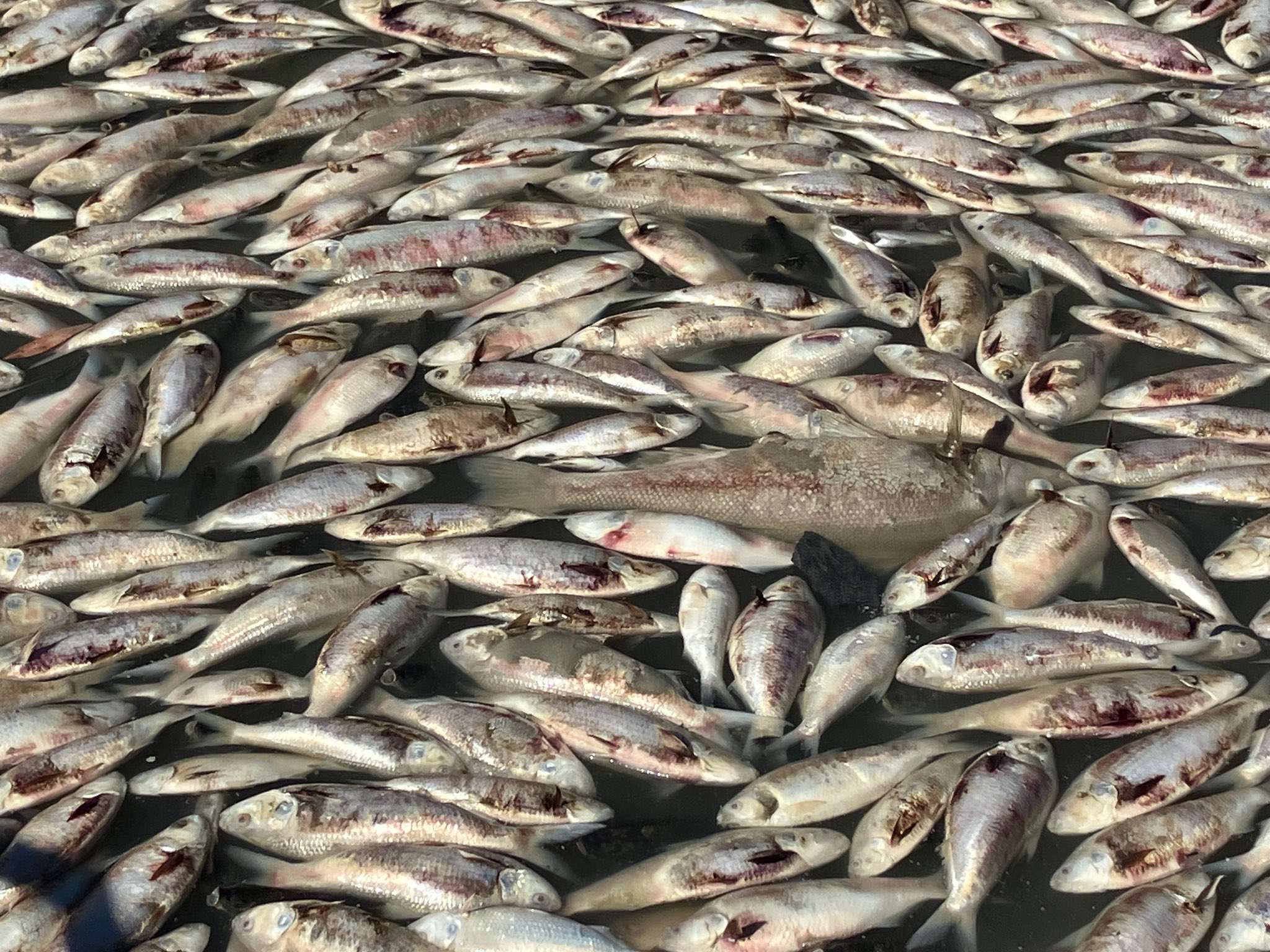 Millions of Dead Fish Blanket Australian River in Hypoxia Disaster ...