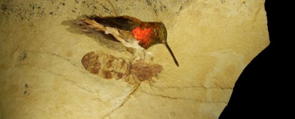 Fossils of Hummingbird-Sized Ants Are Challenging What We Know About ...