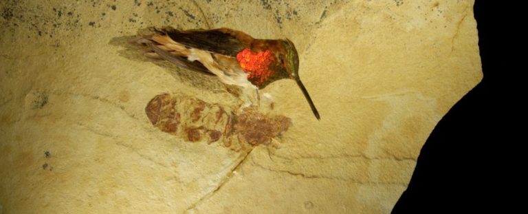 Fossils of Hummingbird-Sized Ants Are Challenging What We Know About ...