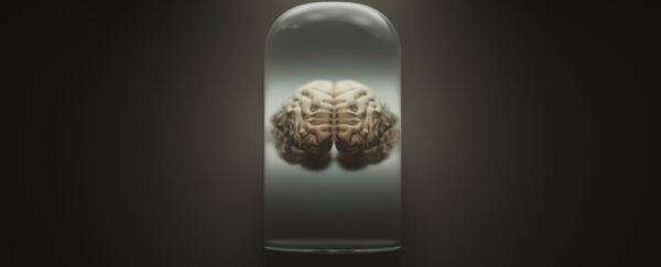 A Danish University Has The World's Largest Collection of Human Brains ...