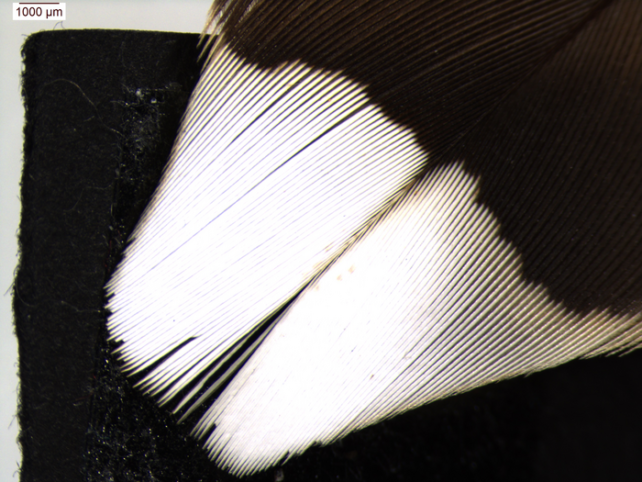 The Whitest Feathers of Any Bird Have Been Found, And They're Dazzling ...