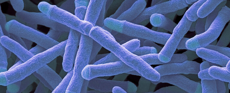 Soil Bacteria Discovery Could Allow Us to Produce Electricity From ...