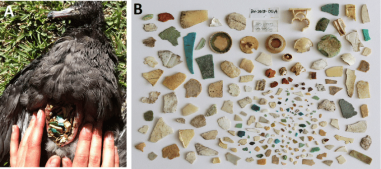 The First Disease Caused by Ingested Plastic Was Just Described by ...