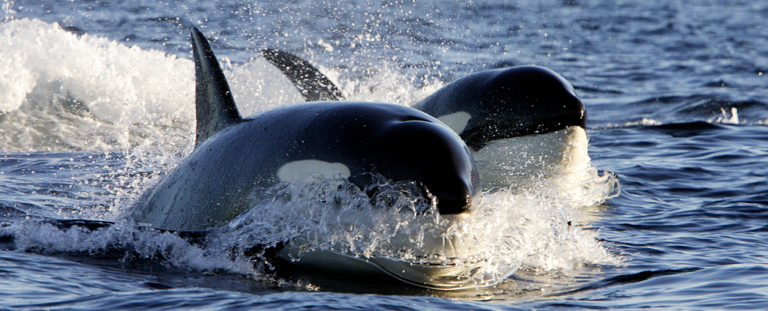 Two Orcas Went on Feeding Frenzy, Killing 17 Sharks in "One Sitting ...