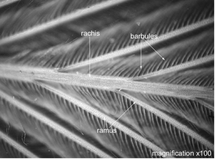 The Whitest Feathers of Any Bird Have Been Found, And They're Dazzling ...