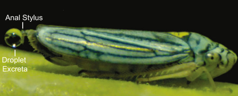 This Sharpshooter Insect Catapults Huge Blobs of Its Pee to Save Energy ...