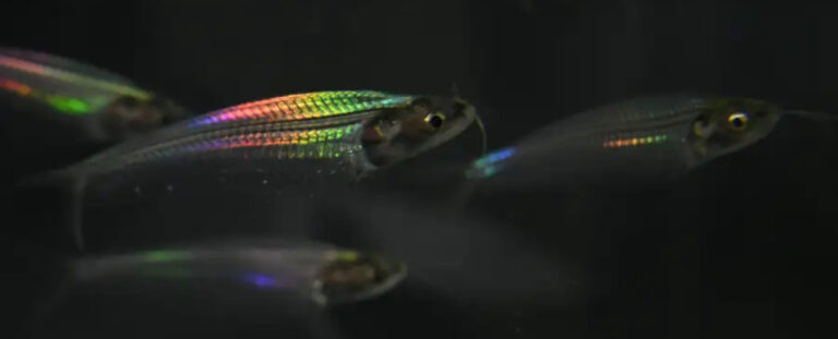 The Mystery of The Ghost Catfish's Shimmering Rainbow Can Finally Be ...