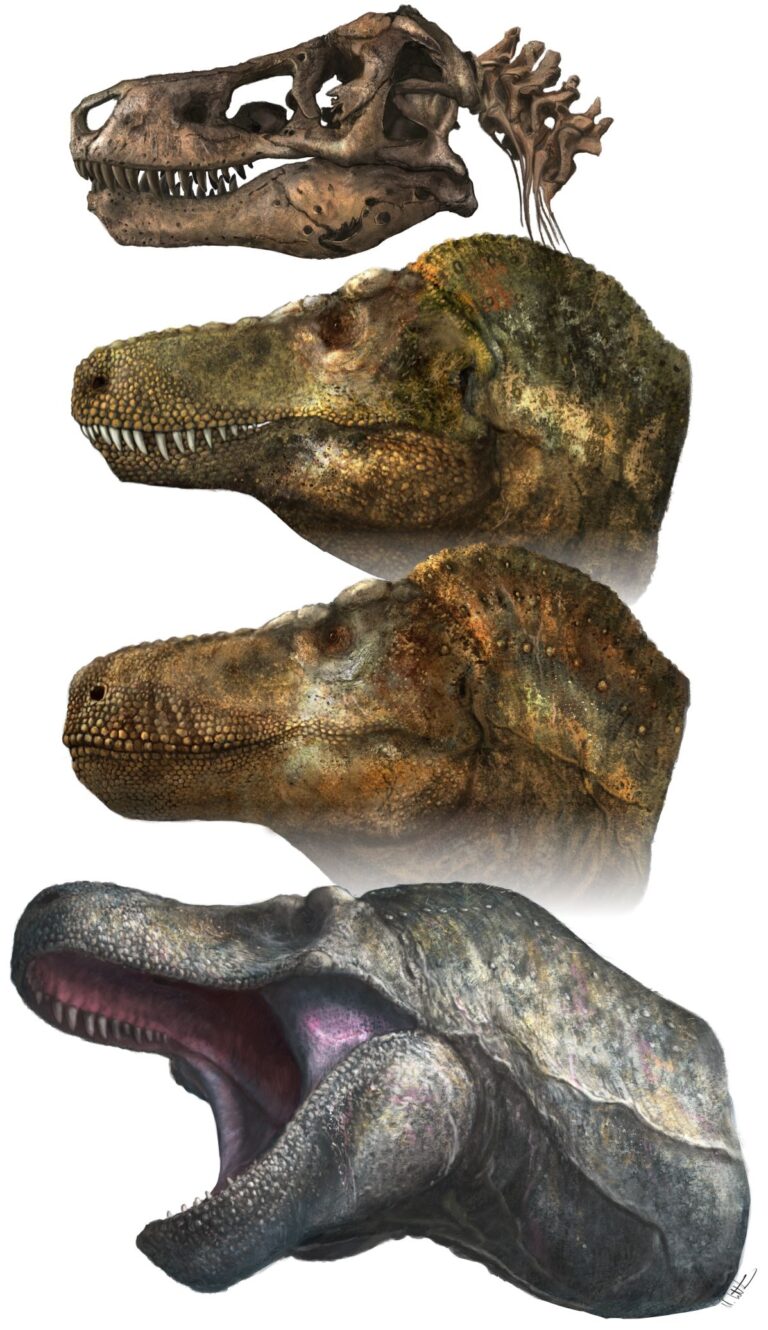 Tyrannosaurus Rex Had Lips Like a Lizard, Scientists Reveal : ScienceAlert