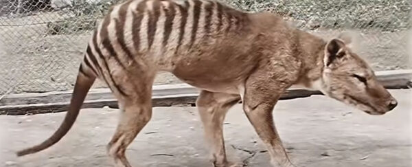 Tasmanian Tiger 'Probably' Survived to 1980s or Even Later, Study ...