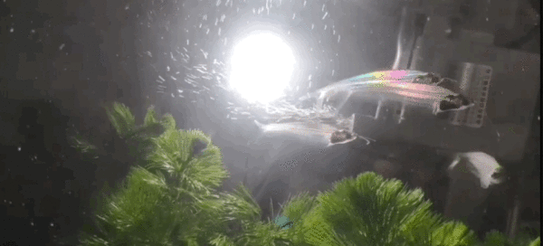 The Mystery of The Ghost Catfish's Shimmering Rainbow Can Finally Be ...