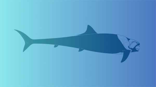 Ancient Mega-Fish Was a Giant Swimming Mouth With a Tiny Body ...