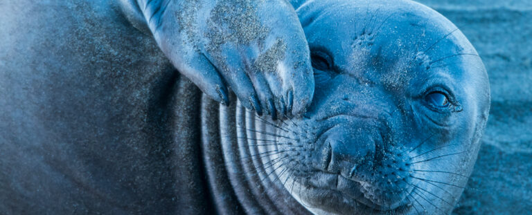 Elephants Seals' 'Sleep Spiral' Helps Them Recharge And Avoid Predators ...