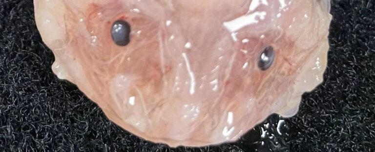 Deepest Fish Ever Seen on Camera Glimpsed Off Coast of Japan : ScienceAlert