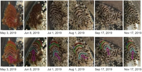 Adorable Octopus Species Has Stripes as Unique as Human Fingerprints ...