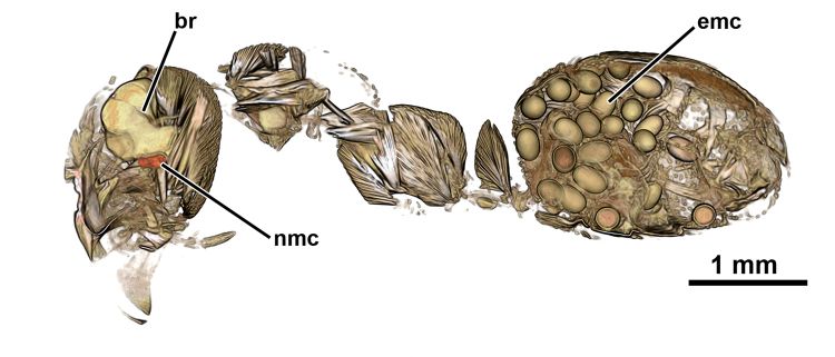 Parasites May Be Hijacking Evolution on Planet Earth - Science News