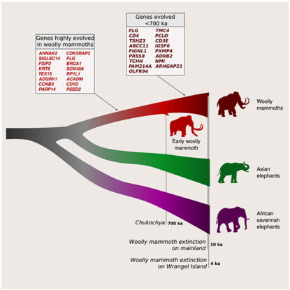 Ancient DNA Sheds Light on Wooly Mammoth Evolution, And They Weren't ...