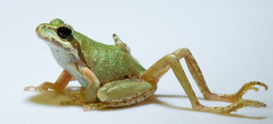 Parasites May Be Hijacking Evolution on Planet Earth : ScienceAlert