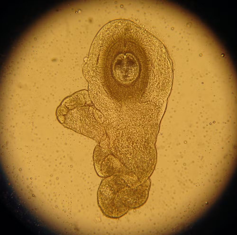 Parasites May Be Hijacking Evolution on Planet Earth : ScienceAlert