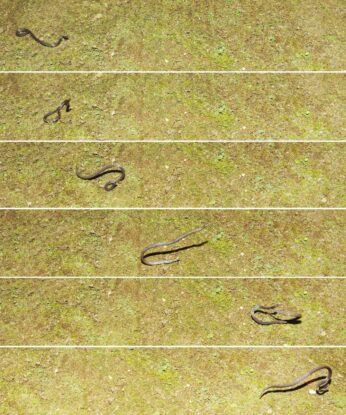 Snake Discovered That Actually Does Cartwheels, And We Have Pics to ...
