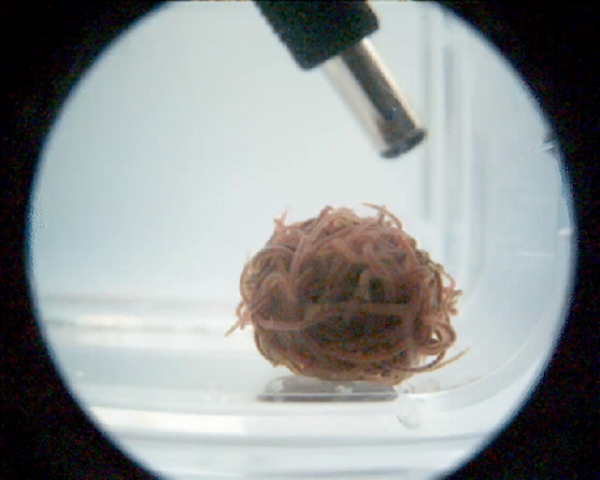 Researchers Figure Out The Bizarre Math Behind 'Ultrafast' Worm Blobs : ScienceAlert