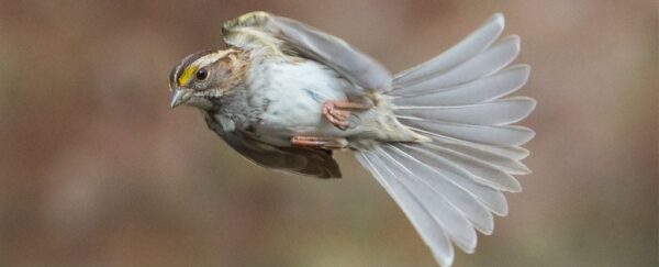 Bird Brains Can Sense Magnetic Fields With The Flick of a Switch ...