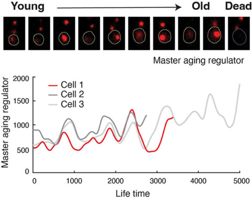 Scientists Engineer Longevity in Cells With a Hack That Extends ...