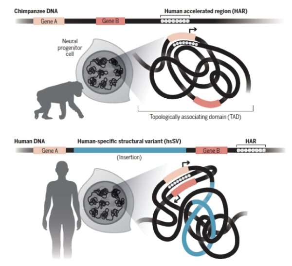 A Chance Event 1 Million Years Ago Changed Human Brains Forever ...