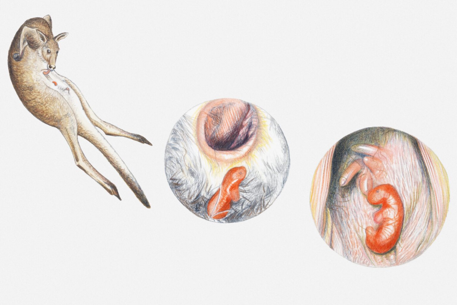 Marsupials Are 'Far More Evolved' Than Other Mammals, Even Humans ...