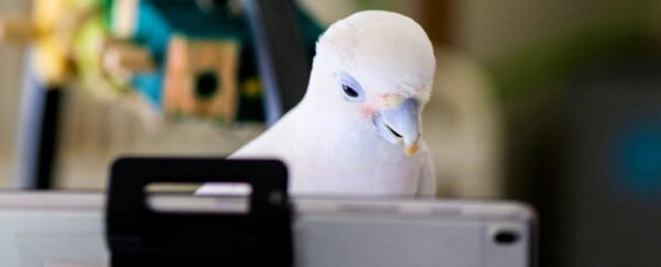 Delightful Experiment Shows Parrots Love to Video Chat With Their ...