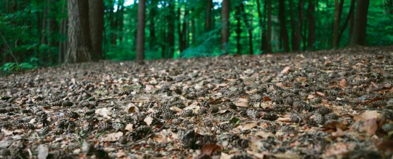 The Forest Floor Makes a Faint Sound, If You Listen Close : ScienceAlert