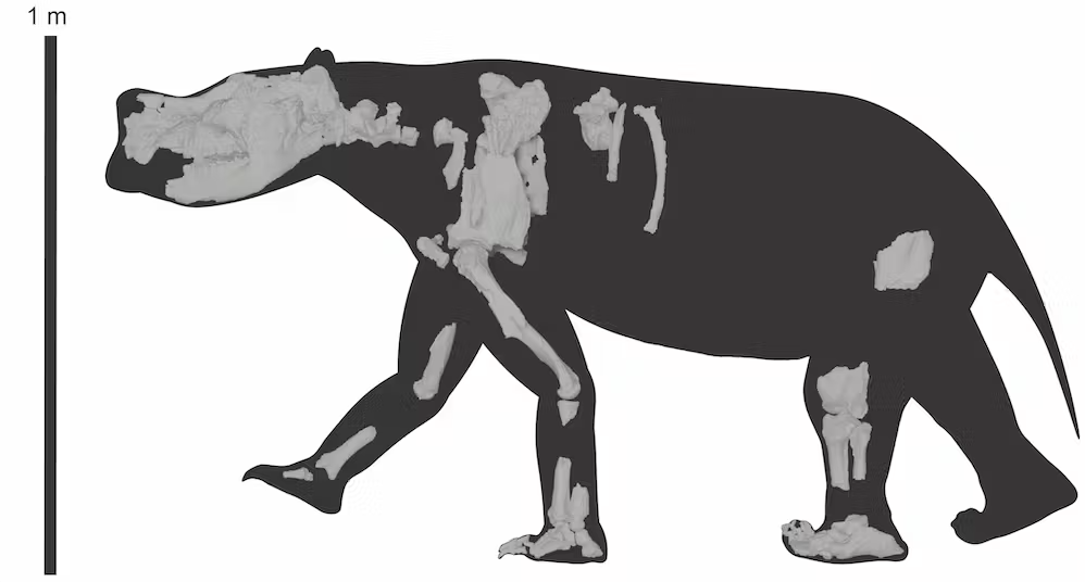 The Strange Walk of This Extinct Marsupial Giant Was Perfect For ...