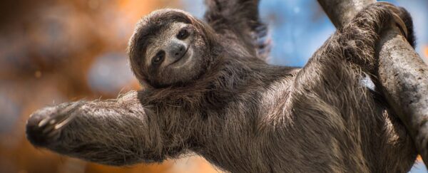 Sloth Fur Is Crawling With Life-Forms That Could Help Us Fight ...