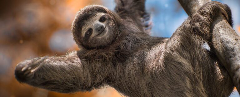 Sloth Fur Is Crawling With Life-Forms That Could Help Us Fight ...