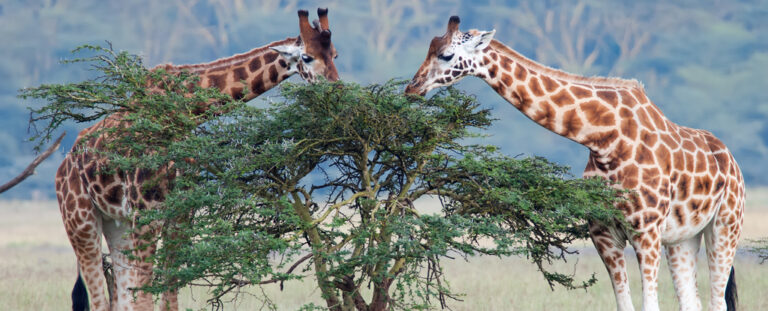 Small-Brained Giraffes Can Perform Statistical Reasoning, According to ...