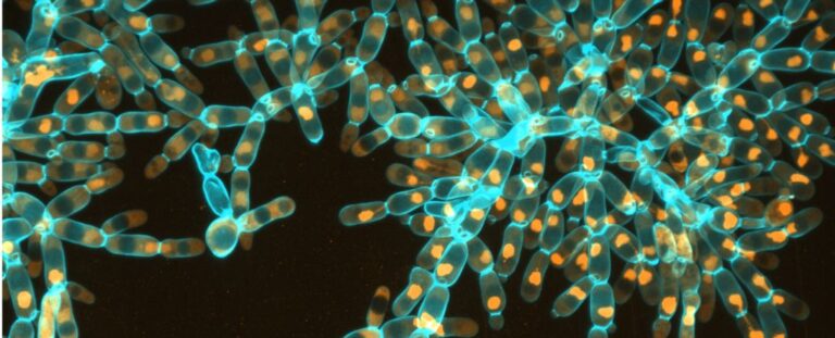 A Common Fungus Evolved to Grow 20,000 Times Bigger in Just a Few Years ...