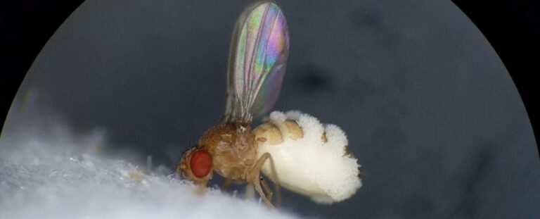 Mind-Controlling Fungus Forces Zombie Flies Into A Death Climb ...