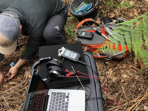The Forest Floor Makes a Faint Sound, If You Listen Close - Science News