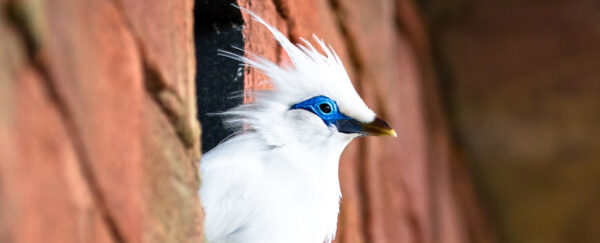 Why Scientists Are 'Interviewing' Captive Birds Before Releasing Them ...