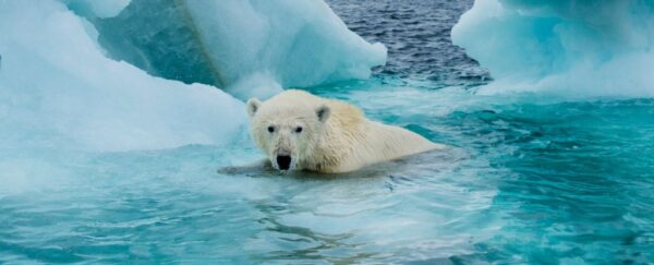 Summer Sea Ice May Vanish From The Arctic in Just 10 Years, Scientists ...