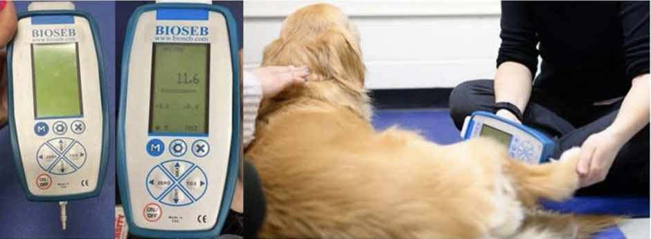 Which Dog Breeds Are Most Sensitive to Pain? The Results Might Surprise ...