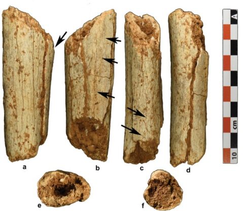 Oldest Signs of Human Ancestors' Trek to Australia Found in Laotian ...