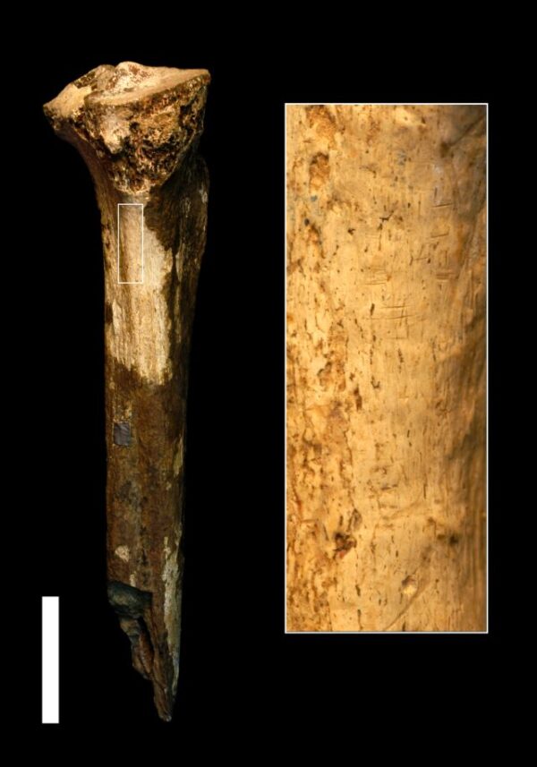 Mystery Human Relative Appears to Have Been Butchered And Eaten 1.45 ...