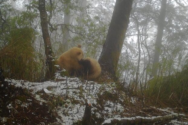 Unique Albino Panda Spotted in China, Sans Eye Mask : ScienceAlert