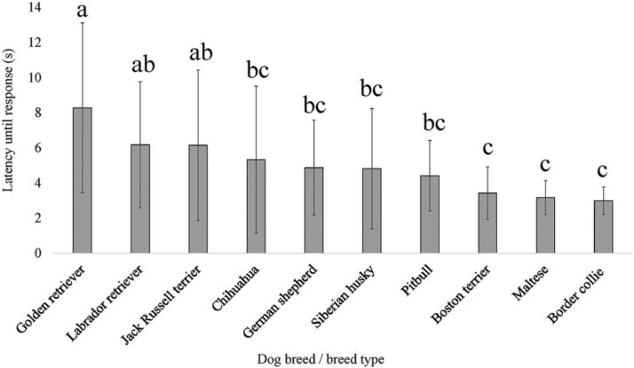 Which Dog Breeds Are Most Sensitive to Pain? The Results Might Surprise ...