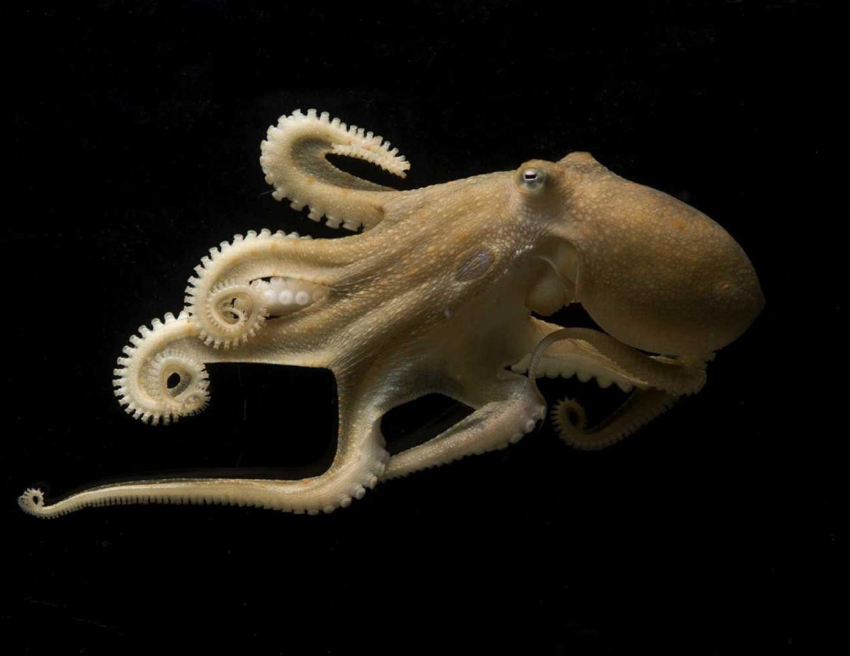 Octopuses Can Rewire Their 'Brains' by Editing Their Own RNA on The Fly ...